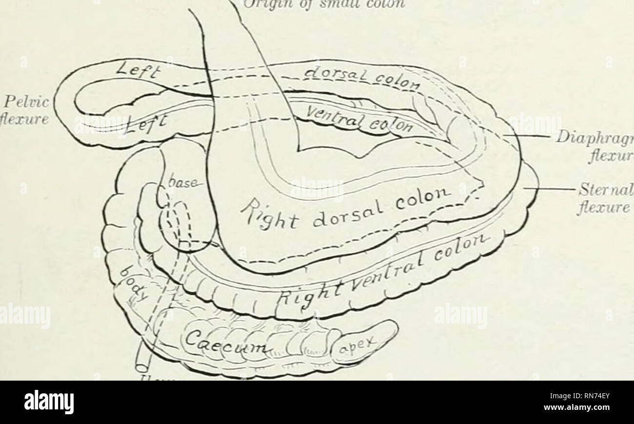 . The anatomy of the domestic animals. Veterinary anatomy. THE GREAT ...
