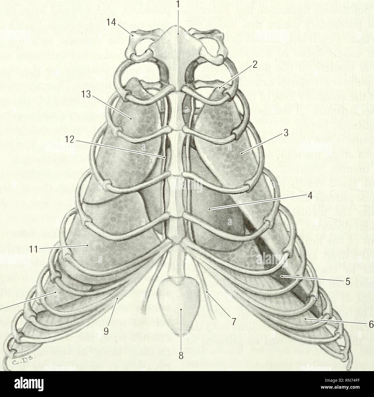 . Anatomy of the woodchuck (Marmota monax). Woodchuck; Mammals. Fig. 6 ...