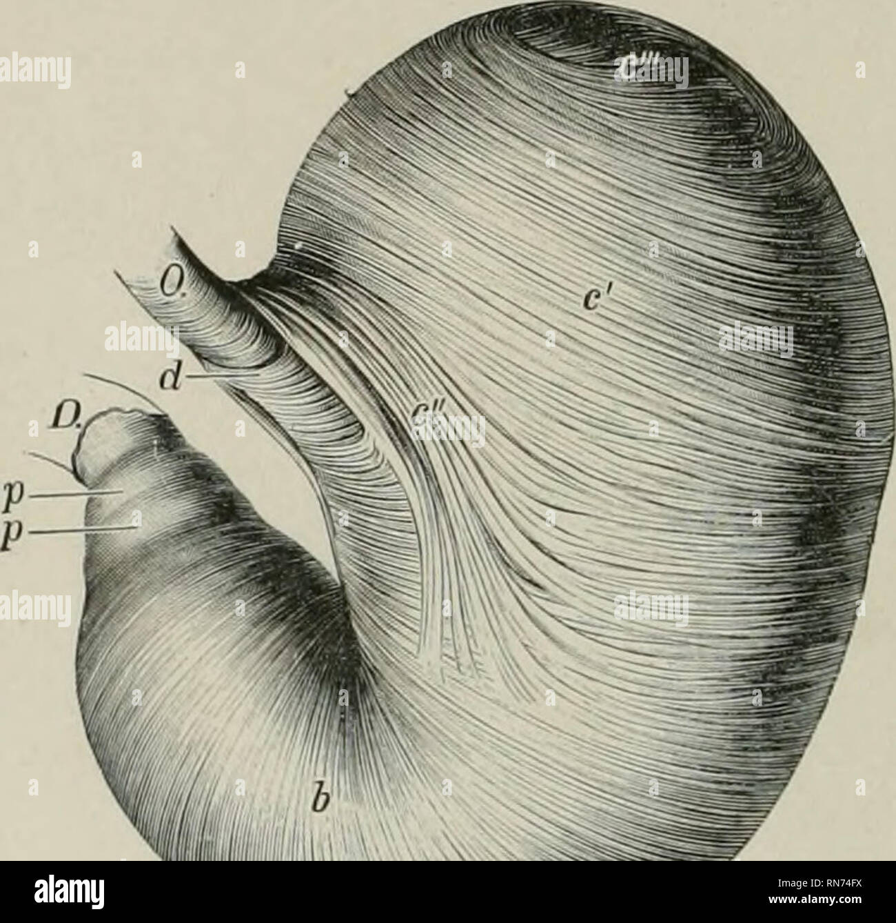 . The anatomy of the domestic animals. Veterinary anatomy. 416 ...