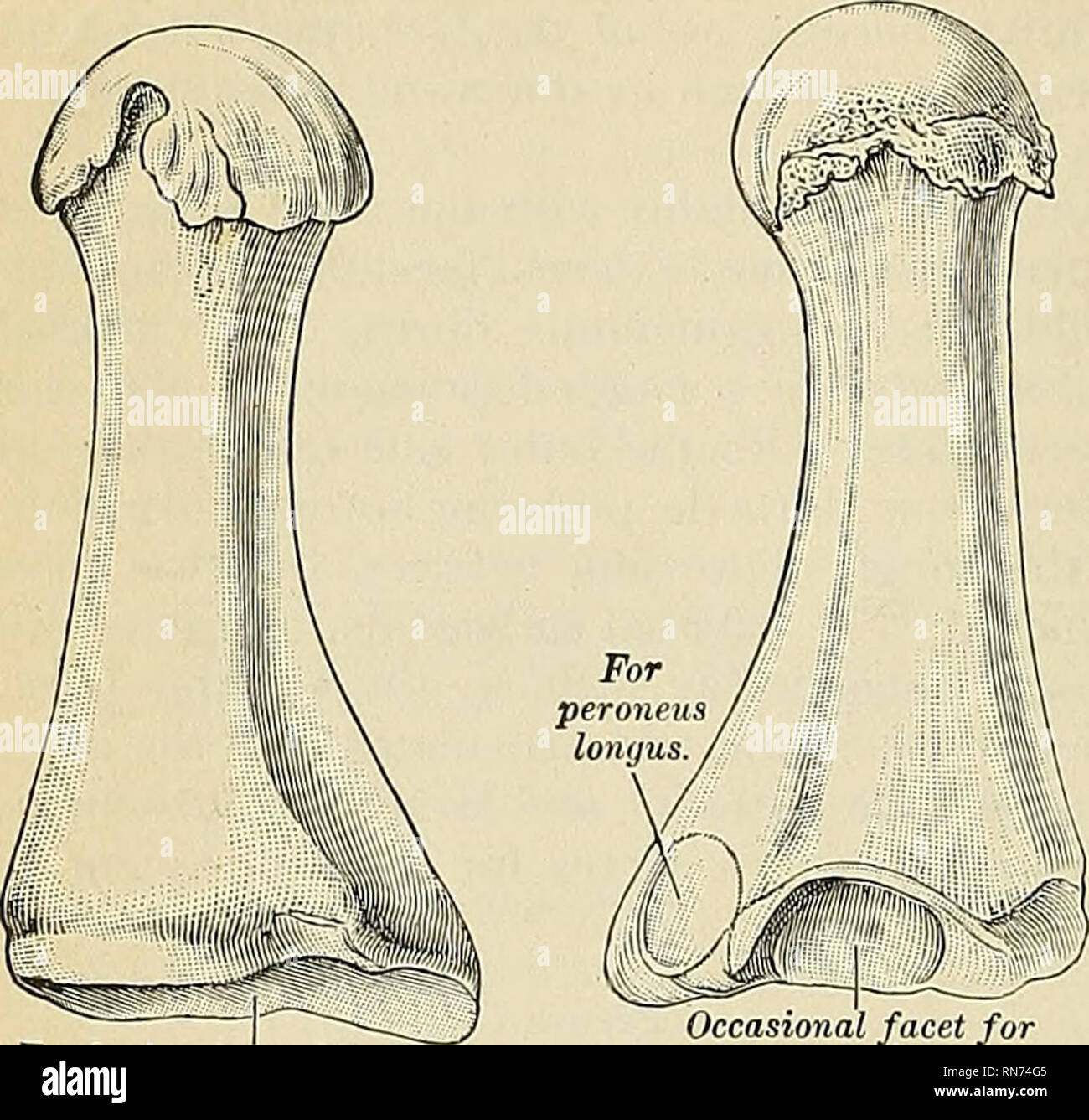 . Anatomy, descriptive and applied. Anatomy. 250 SPECIAL ANATOMY OF THE ...