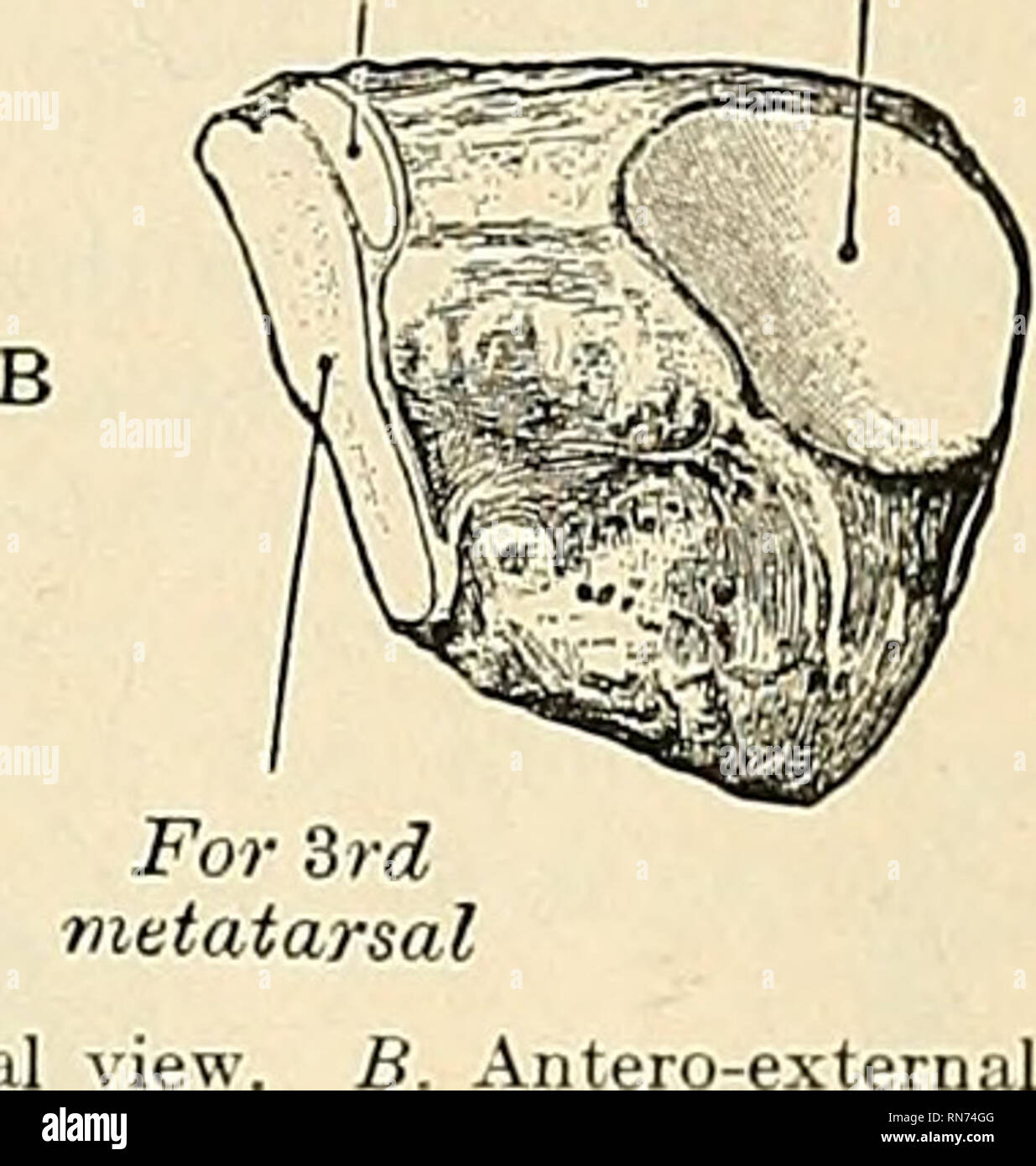 . Anatomy, descriptive and applied. Anatomy. For Uh metatarsal' For ...