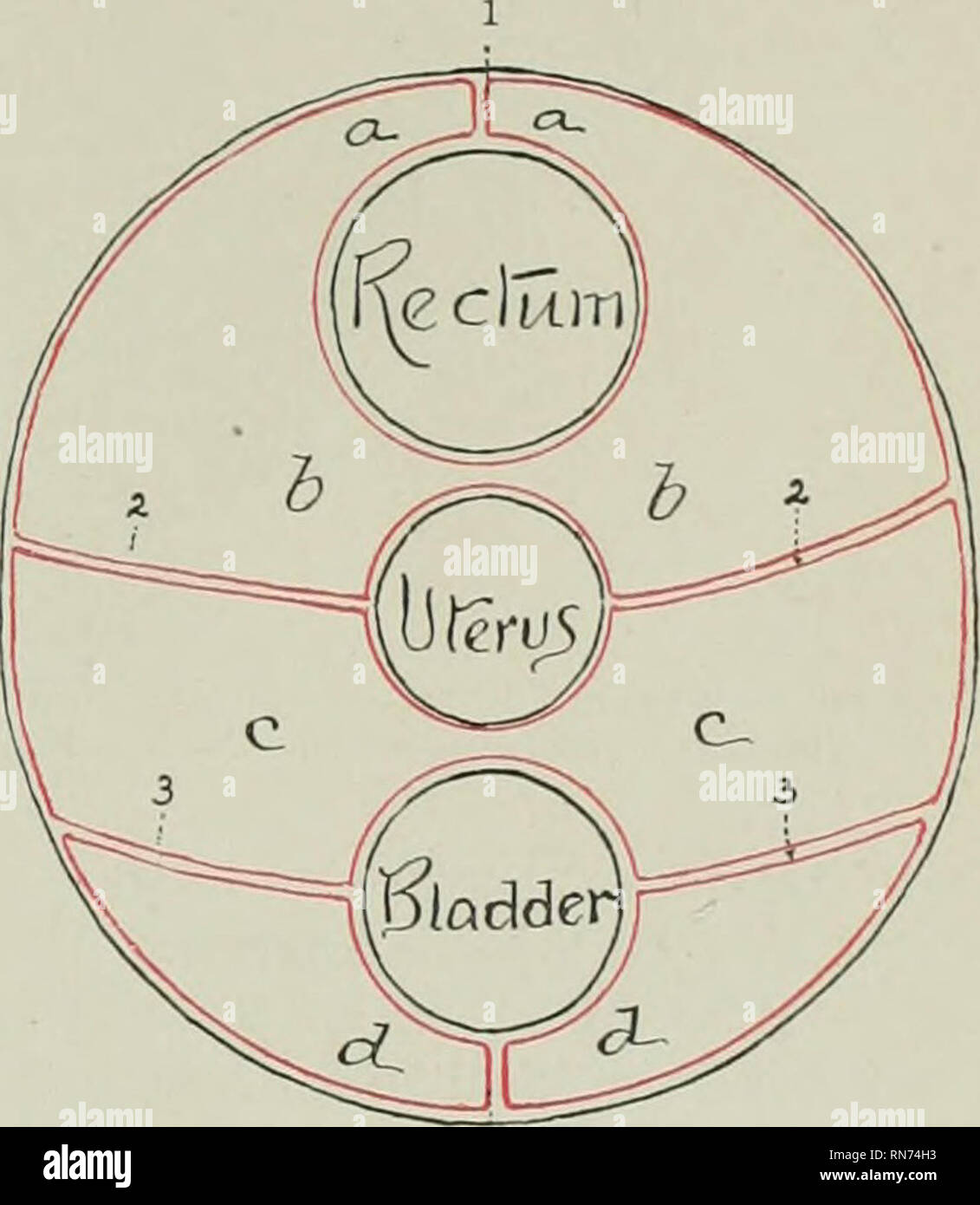 Ligaments Of The Bladder