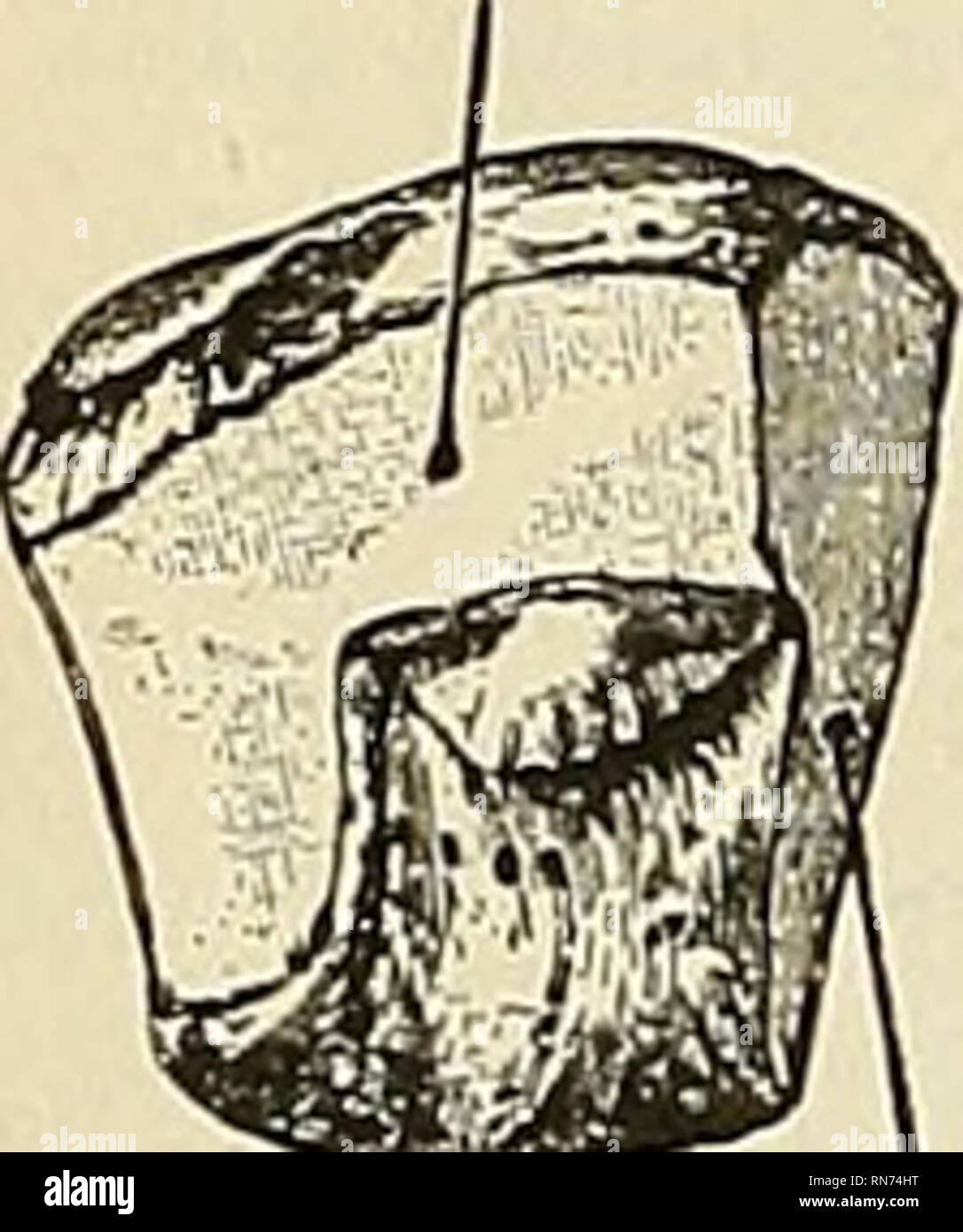 . Anatomy, descriptive and applied. Anatomy. 248 SPECIAL ANATOMY OF THE ...