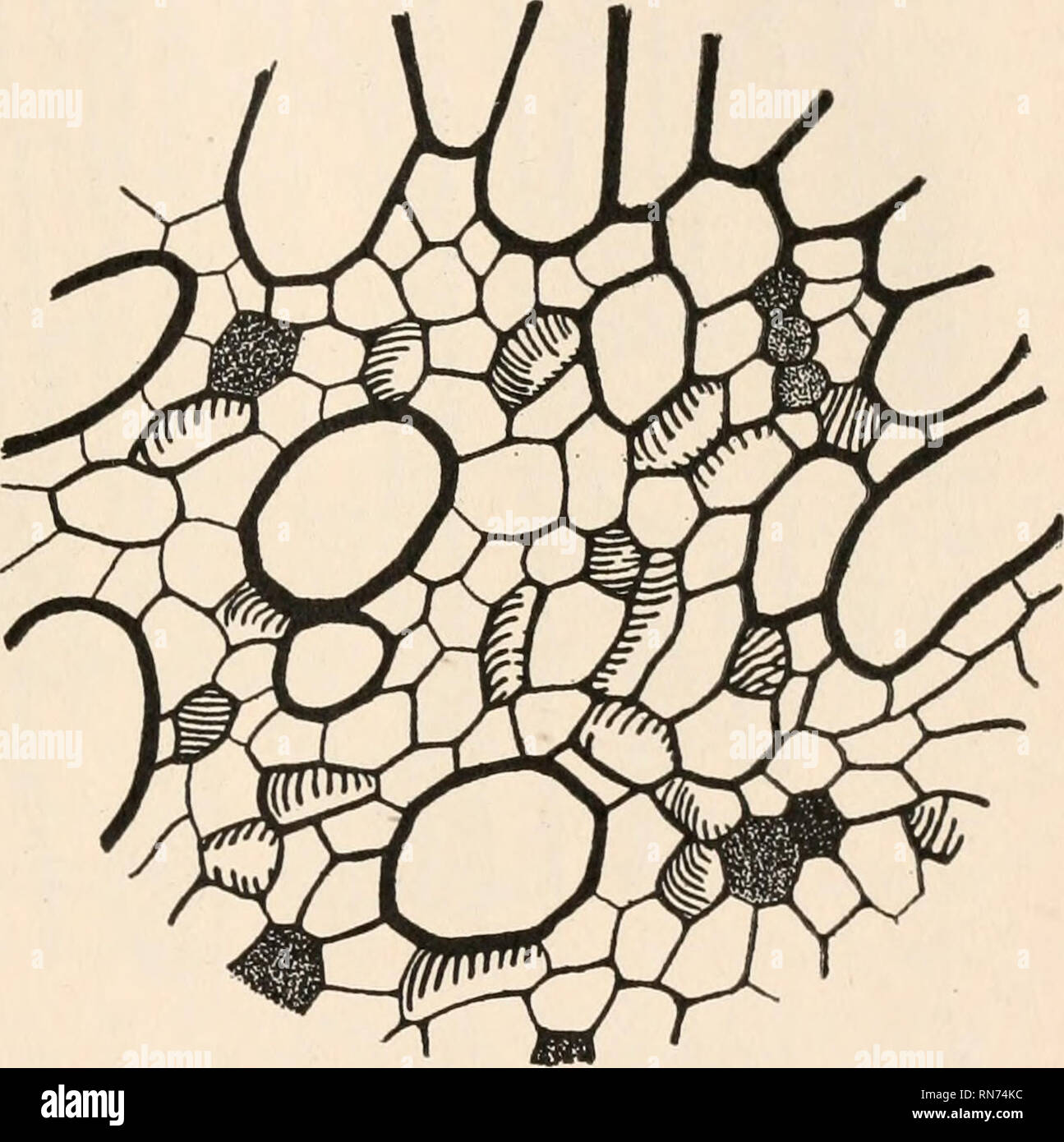 . The anatomy of woody plants. Botany -- Anatomy. CHAPTER V THE ...