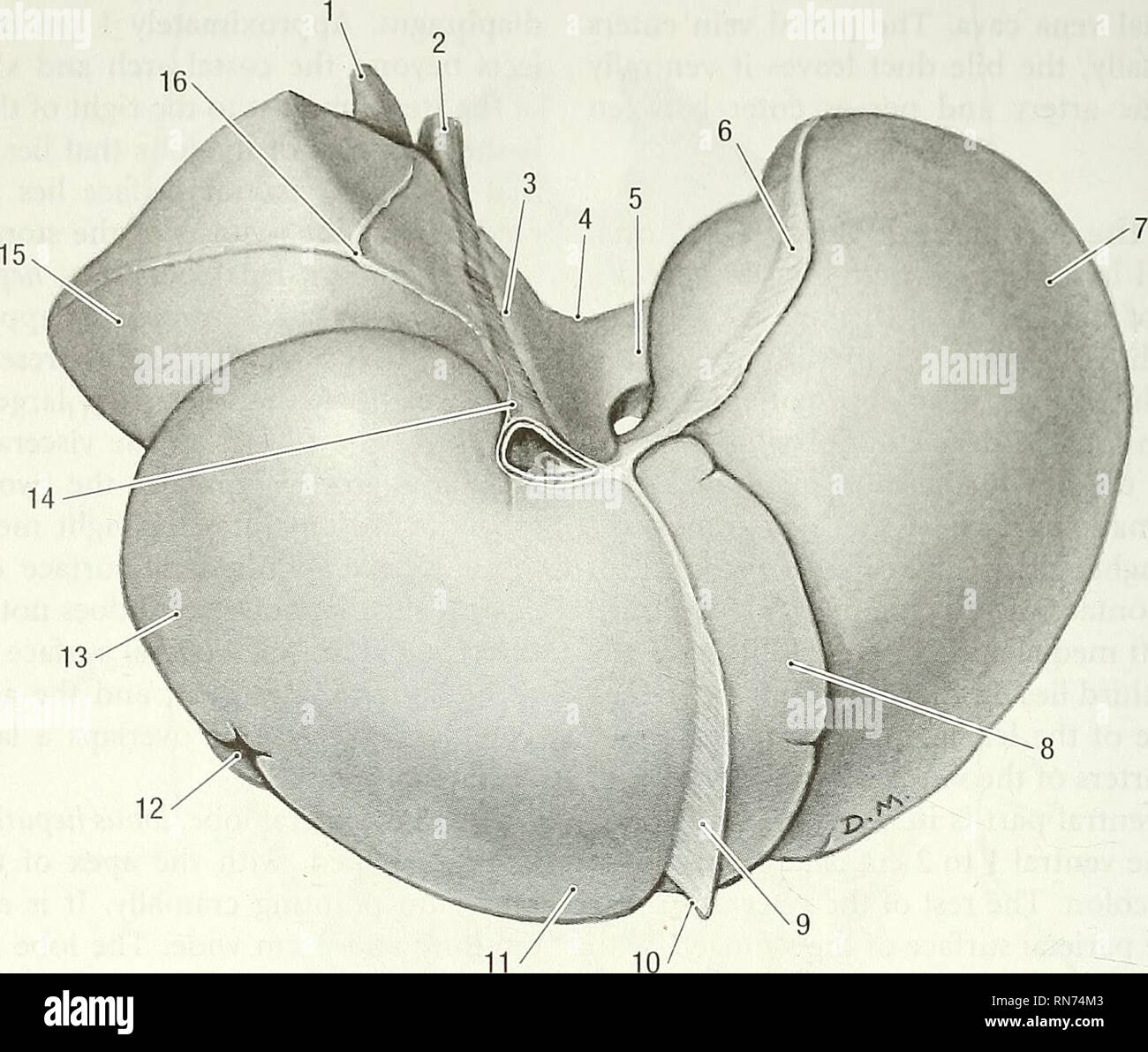 . Anatomy of the woodchuck (Marmota monax). Woodchuck; Mammals. 96 ...