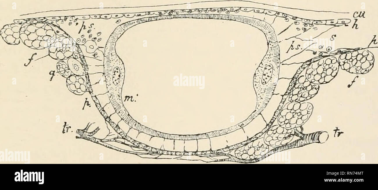 . The anatomy, physiology, morphology and development of the blow-fly ...