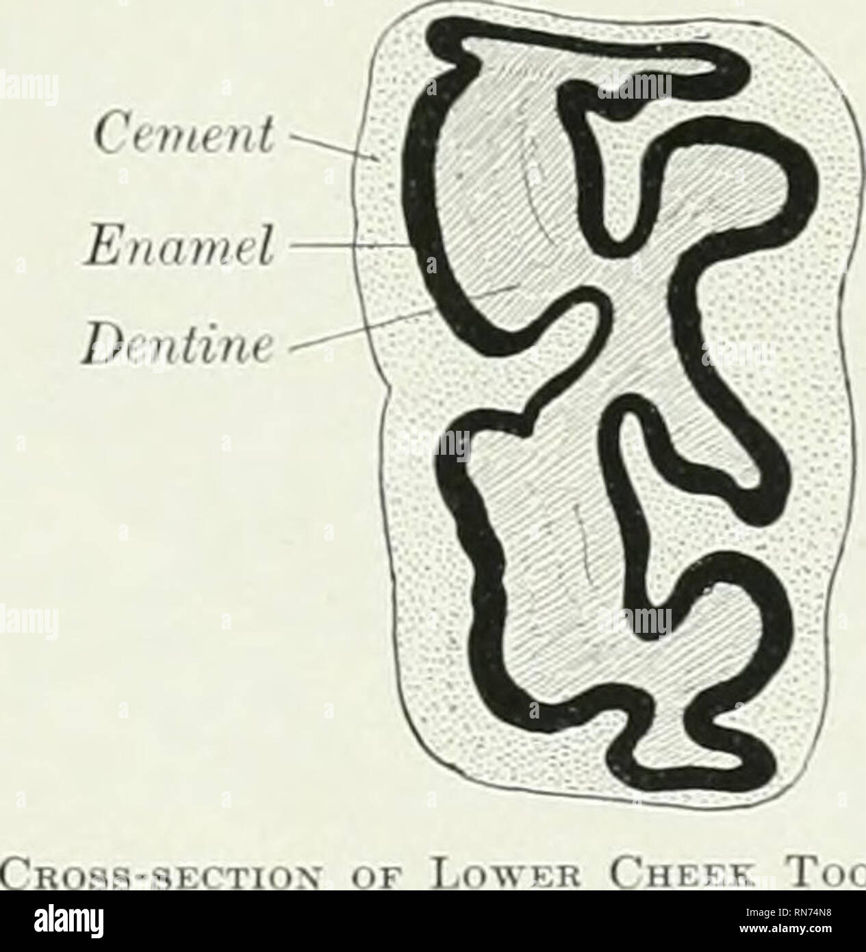 . The anatomy of the domestic animals. Veterinary anatomy. Fig. 345 ...