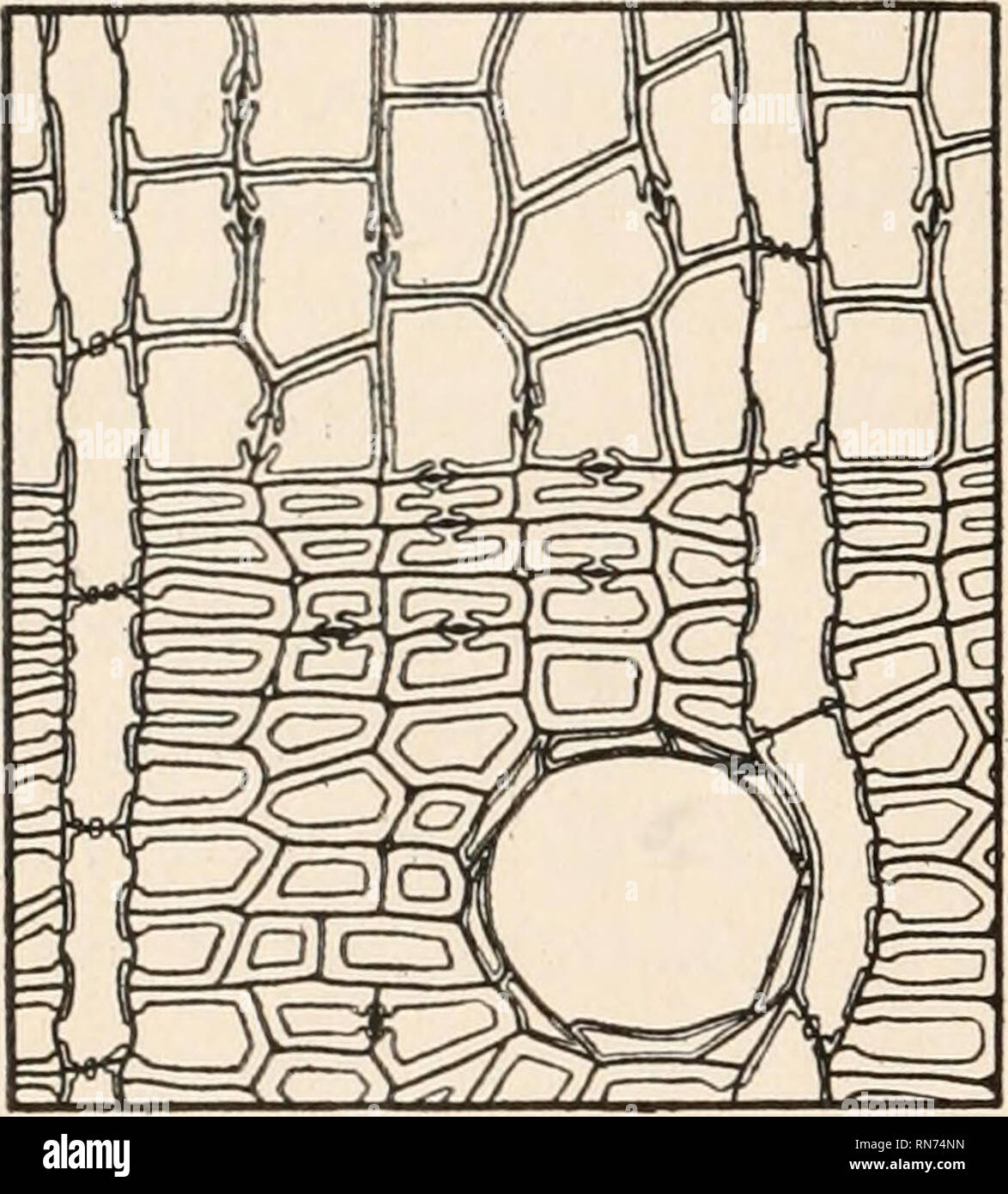 . The anatomy of woody plants. Botany -- Anatomy. CHAPTER IV THE ...