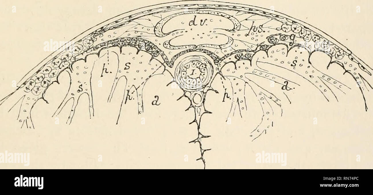 . The anatomy, physiology, morphology and development of the blow-fly ...