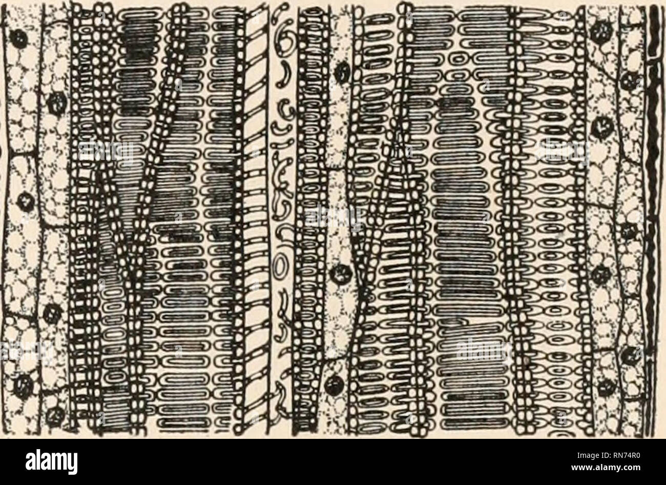 . The anatomy of woody plants. Botany -- Anatomy. FIBROVASCULAR TISSUES ...