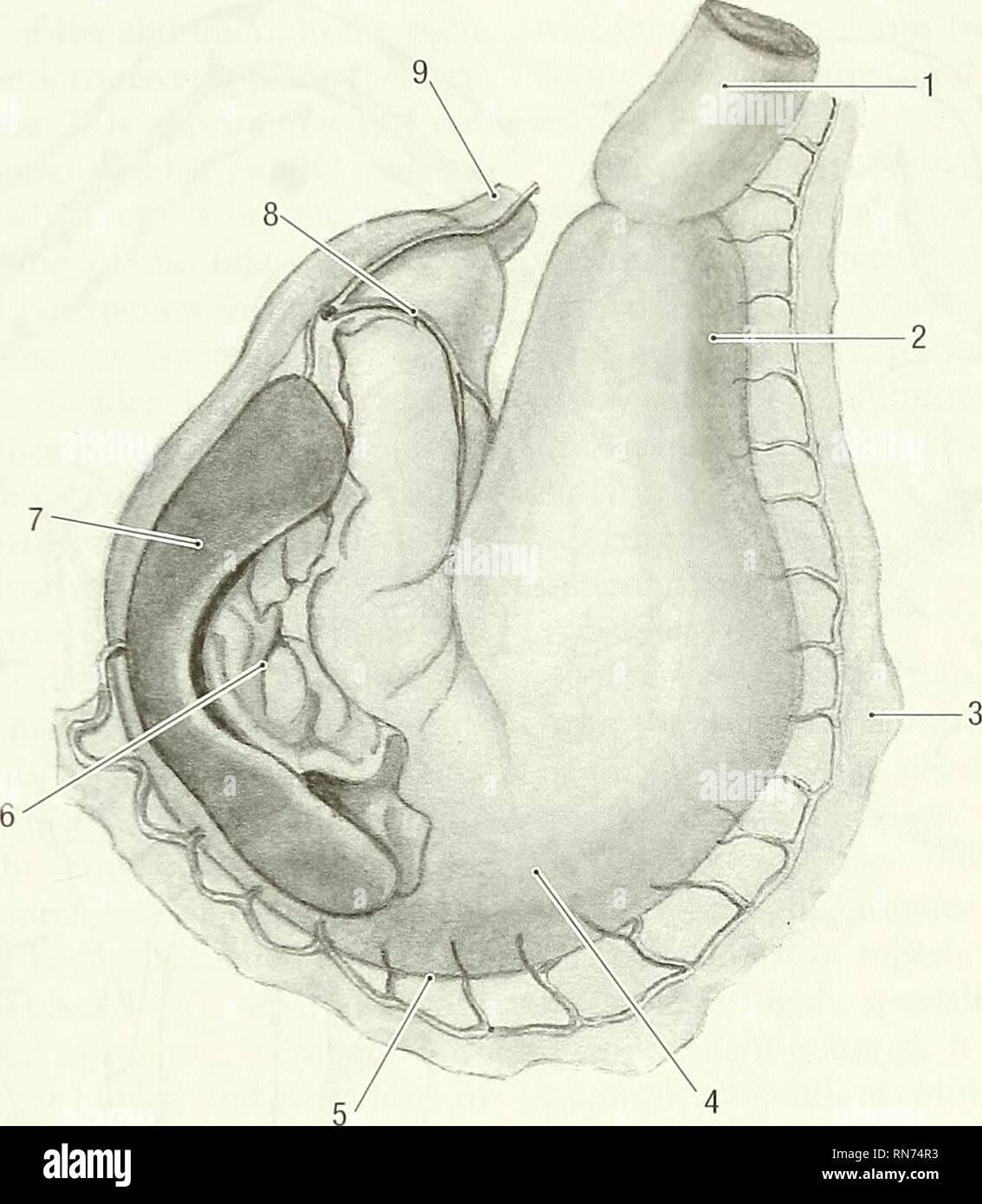 . Anatomy of the woodchuck (Marmota monax). Woodchuck; Mammals. Chapter ...