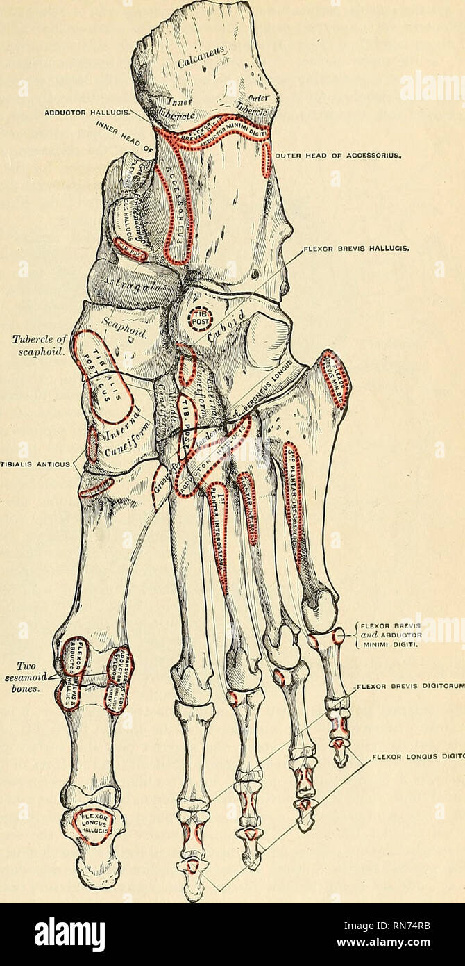 Bones of the right foot hi-res stock photography and images - Alamy