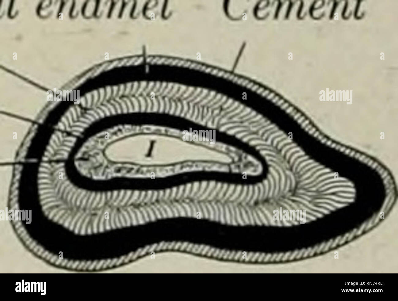 . The anatomy of the domestic animals. Veterinary anatomy. / ('cment ...