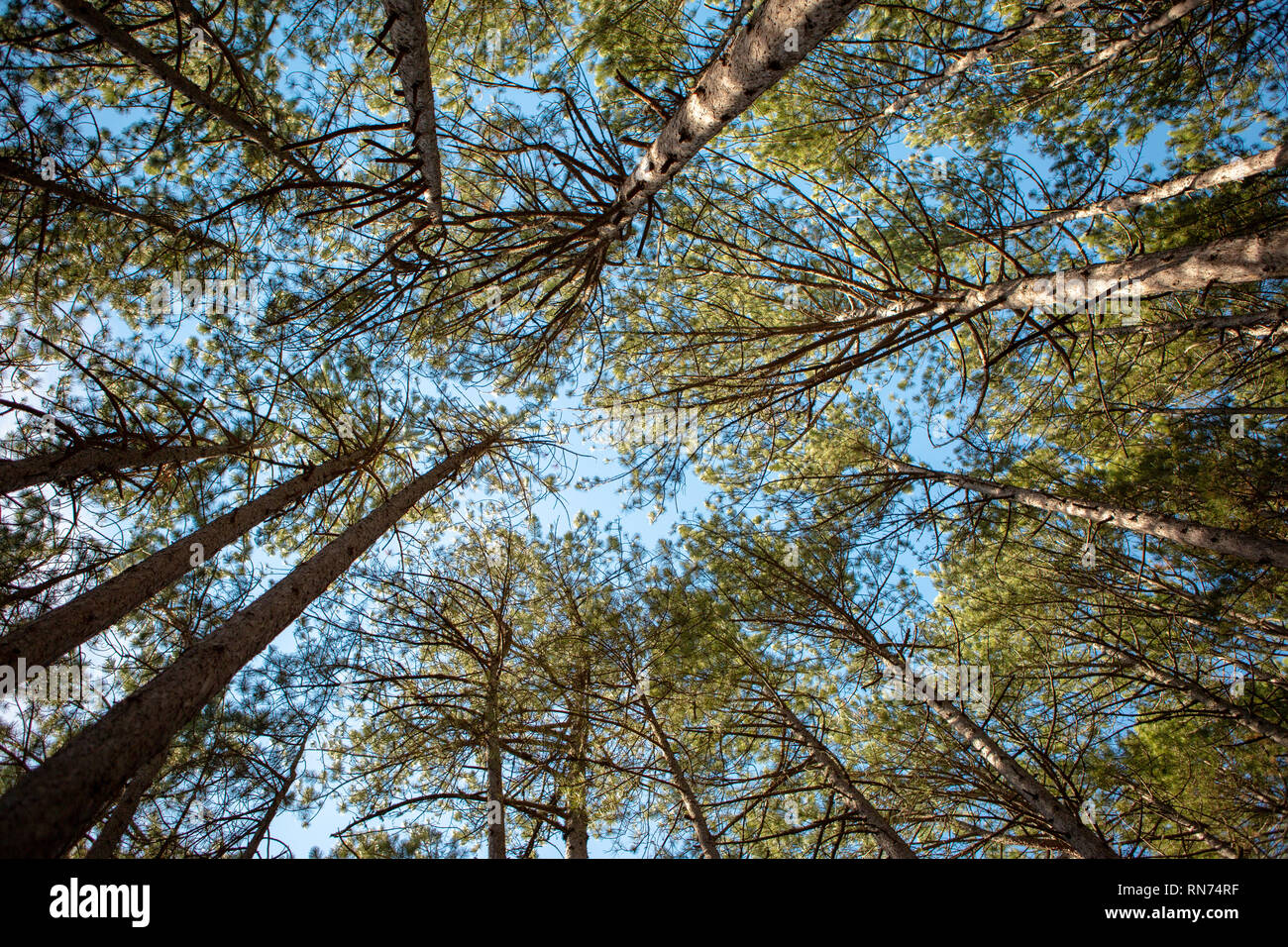 View of treetops from below hi-res stock photography and images - Alamy