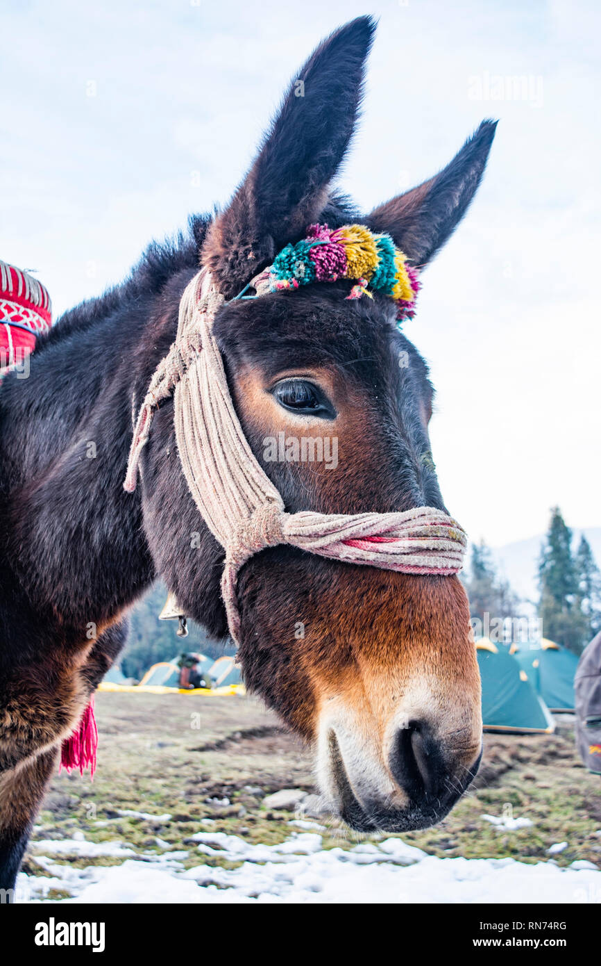 A mule at the campsite at Juda ka talab in Kedarkantha Stock Photo - Alamy