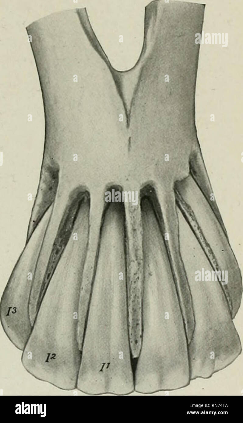 . The anatomy of the domestic animals. Veterinary anatomy. Fig. .33G ...