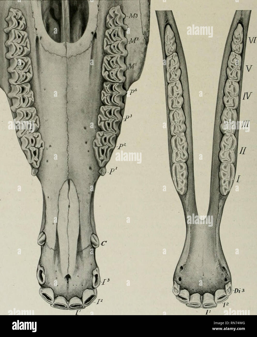 . The anatomy of the domestic animals. Veterinary anatomy. 396 ...
