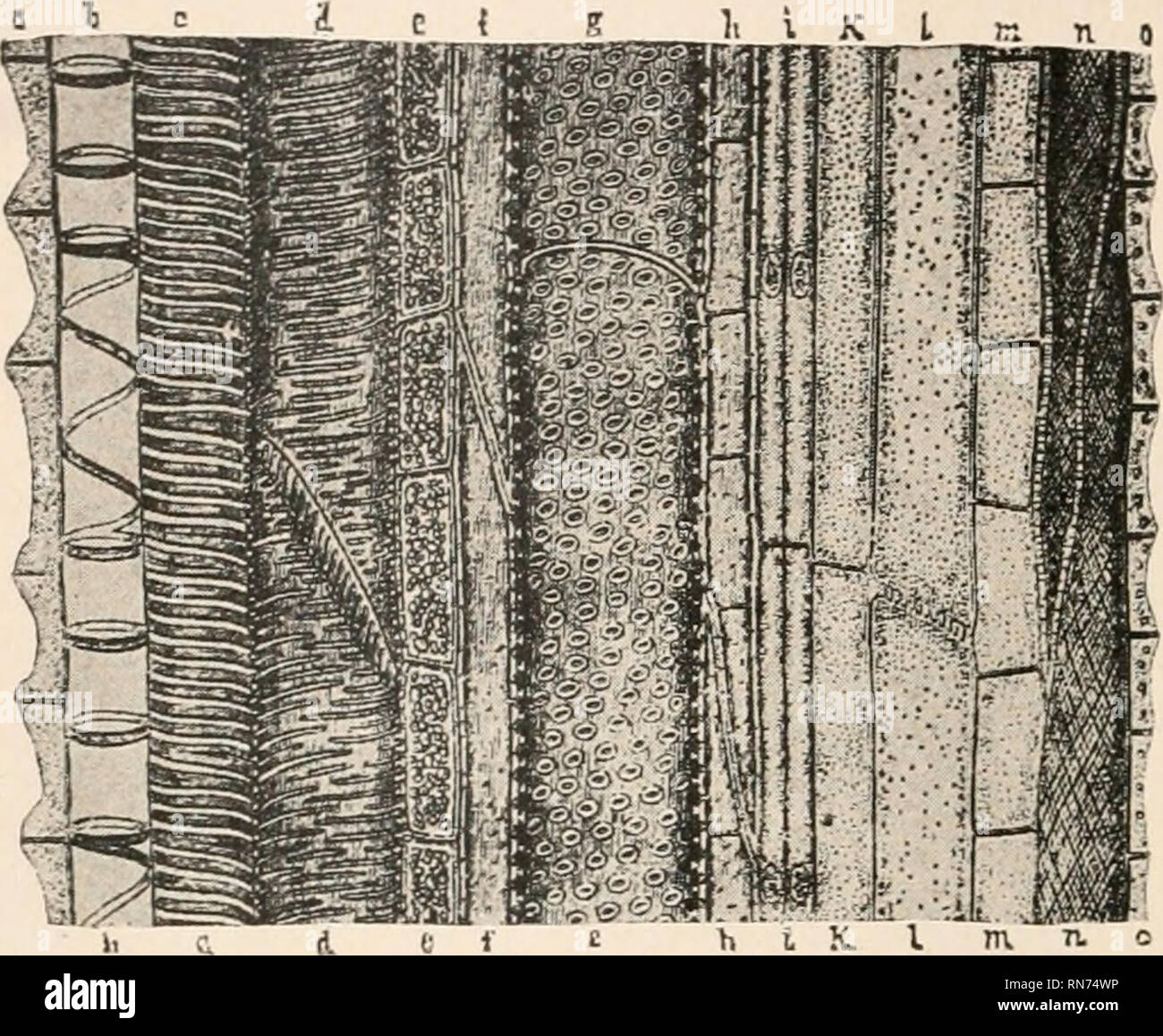 . The anatomy of woody plants. Botany -- Anatomy. i8 THE ANATOMY OF ...