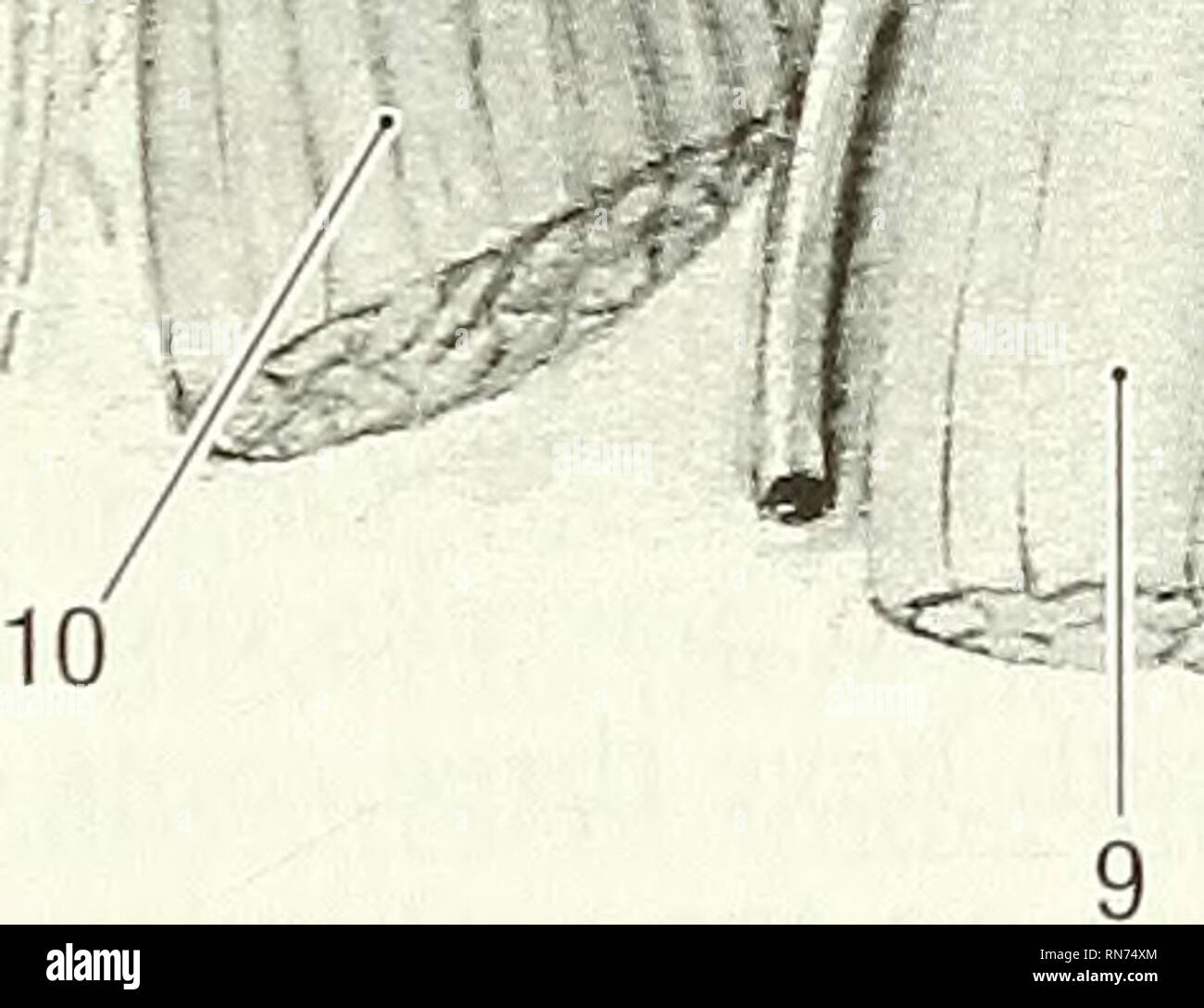 Palatine tonsil anatomy papilla hi-res stock photography and images - Alamy