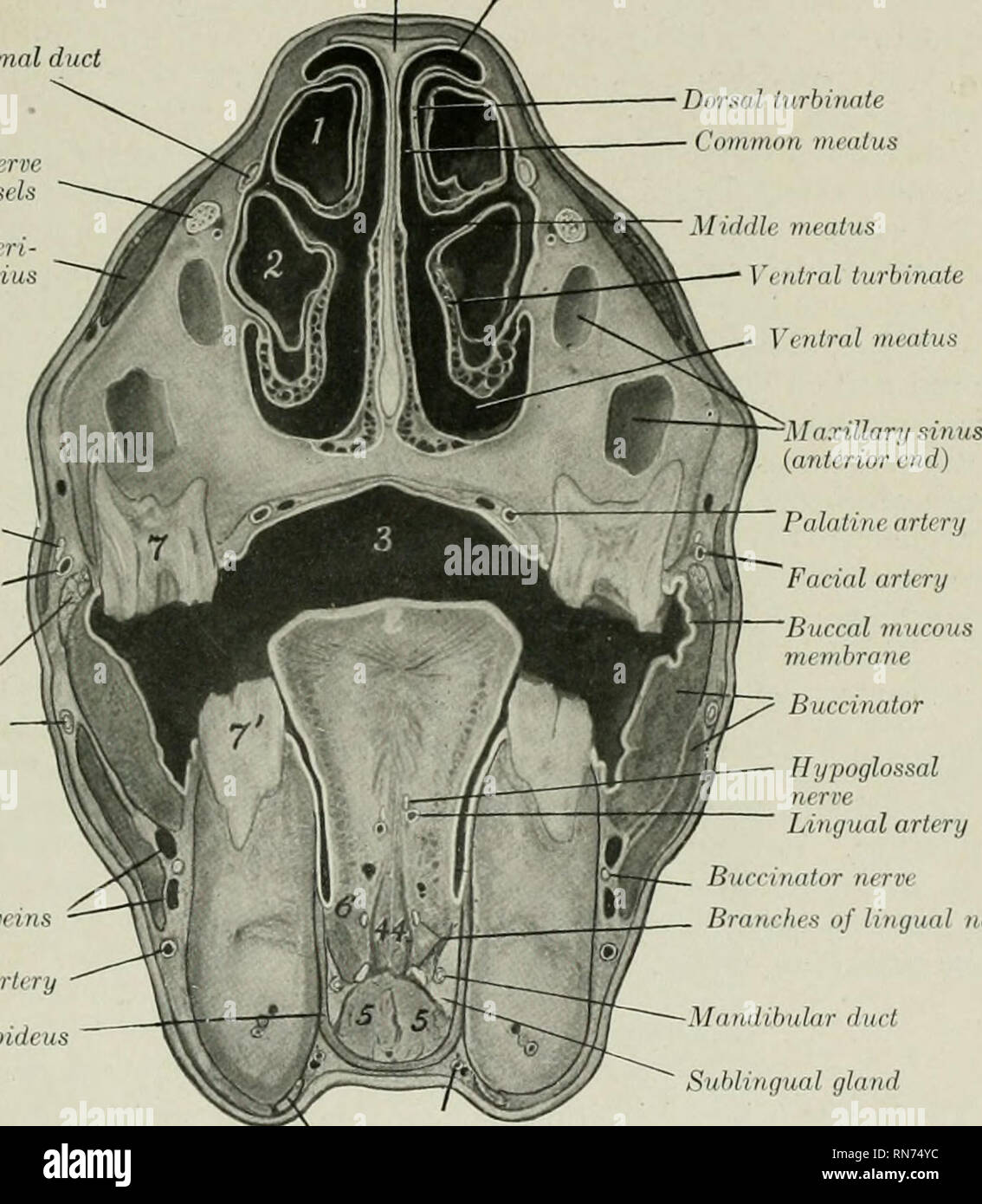 . The anatomy of the domestic animals. Veterinary anatomy. THE MOUTH ...