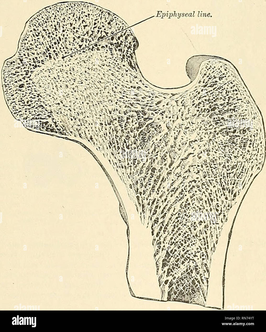 Longitudinal section femur hi-res stock photography and images - Alamy