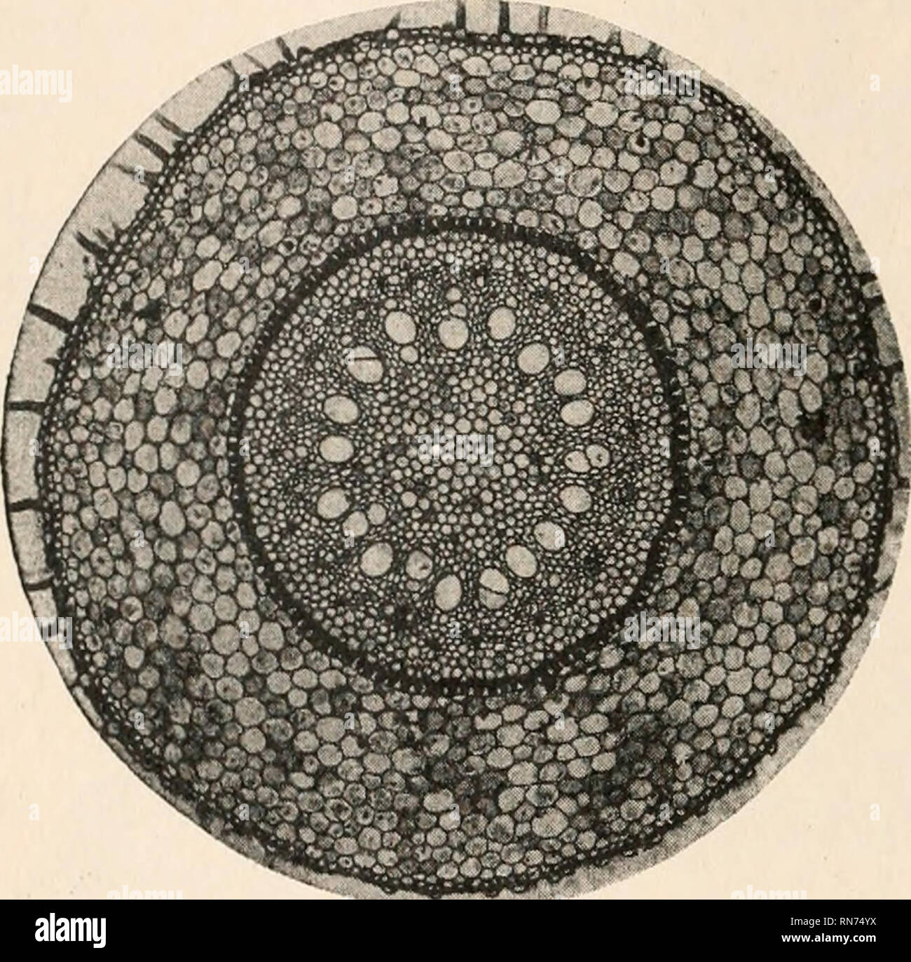 Tracheid pits hi-res stock photography and images - Alamy