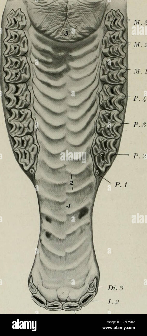 . The anatomy of the domestic animals. Veterinary anatomy. 388 ...
