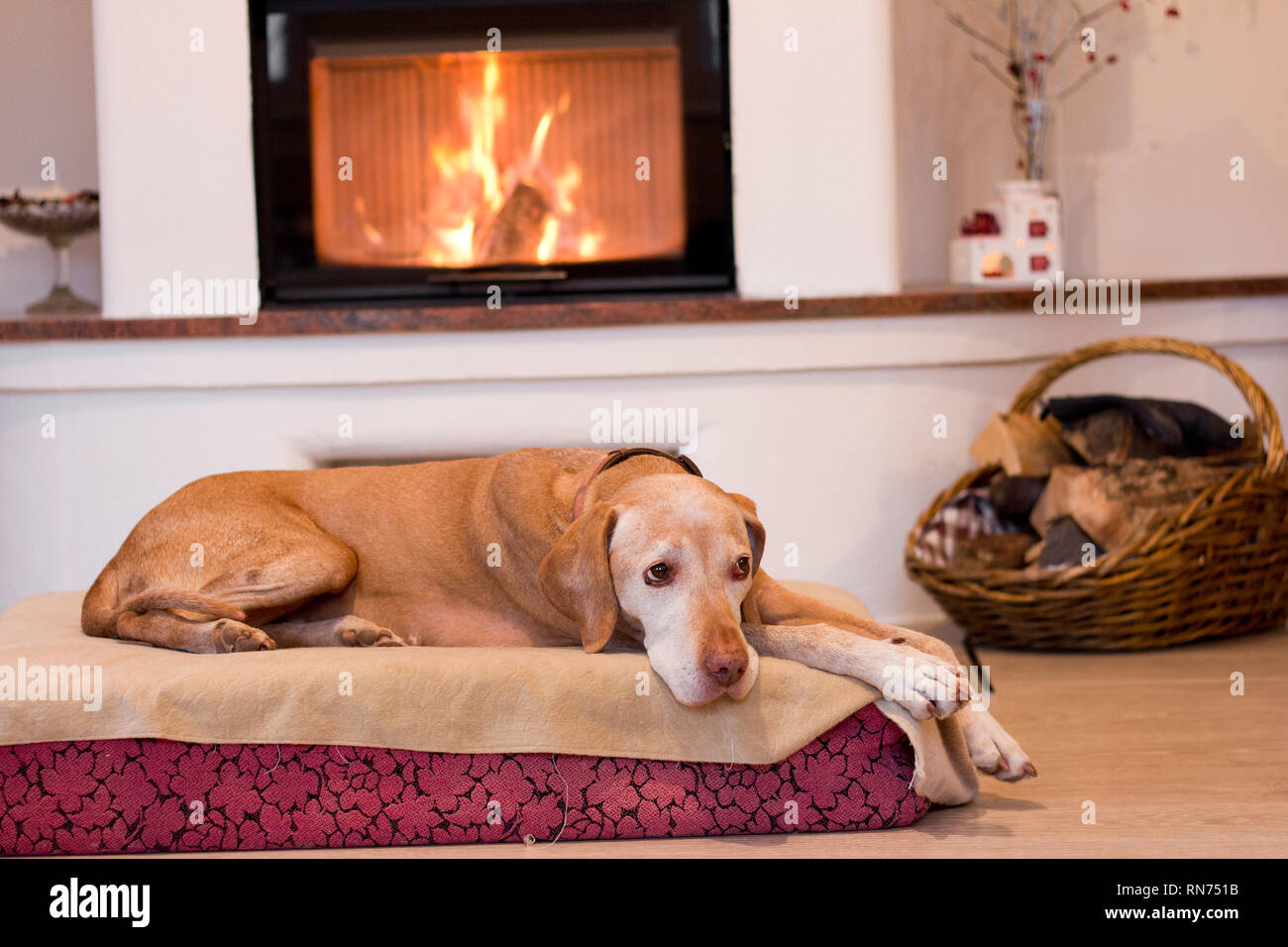 Fireplace dog hi-res stock photography and images - Alamy
