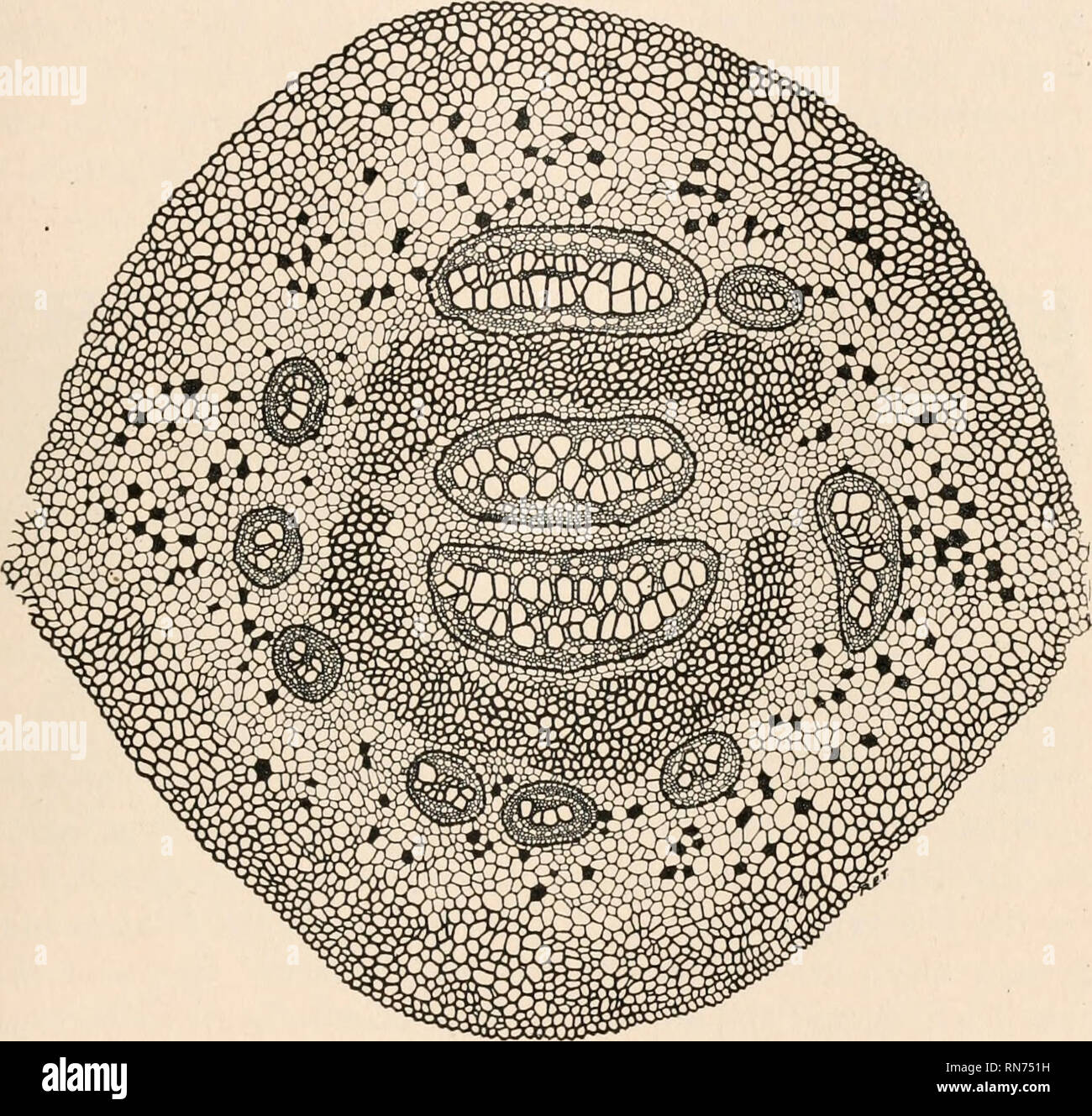 . The anatomy of woody plants. Botany -- Anatomy. THE TISSUE SYSTEMS 9 ...