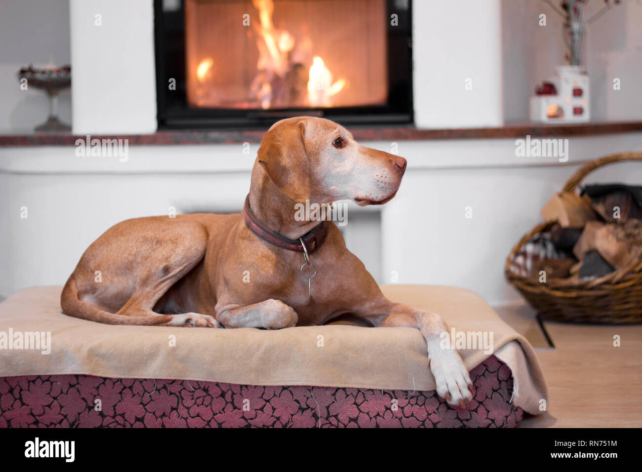 Fireplace dog hi-res stock photography and images - Alamy