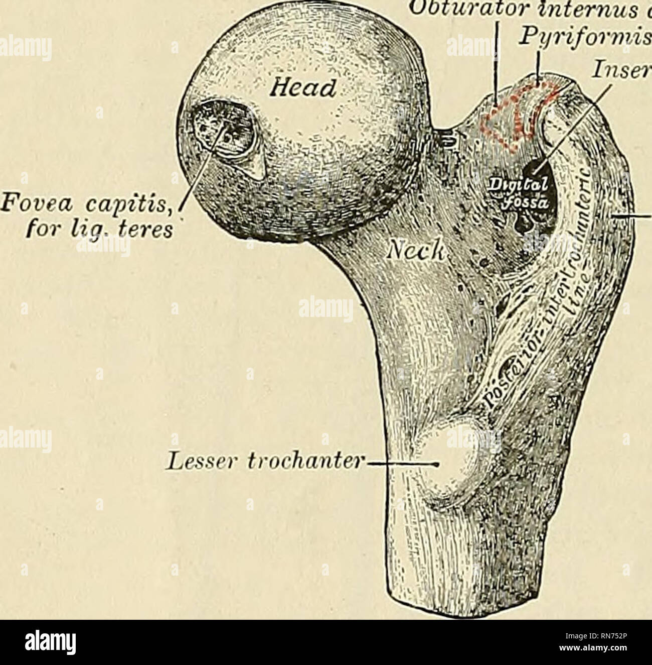 . Anatomy, descriptive and applied. Anatomy. '222 SPECIAL ANATOMY OF ...