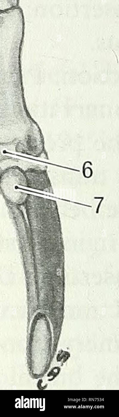 . Anatomy of the woodchuck (Marmota monax). Woodchuck; Mammals. :A ? P ...