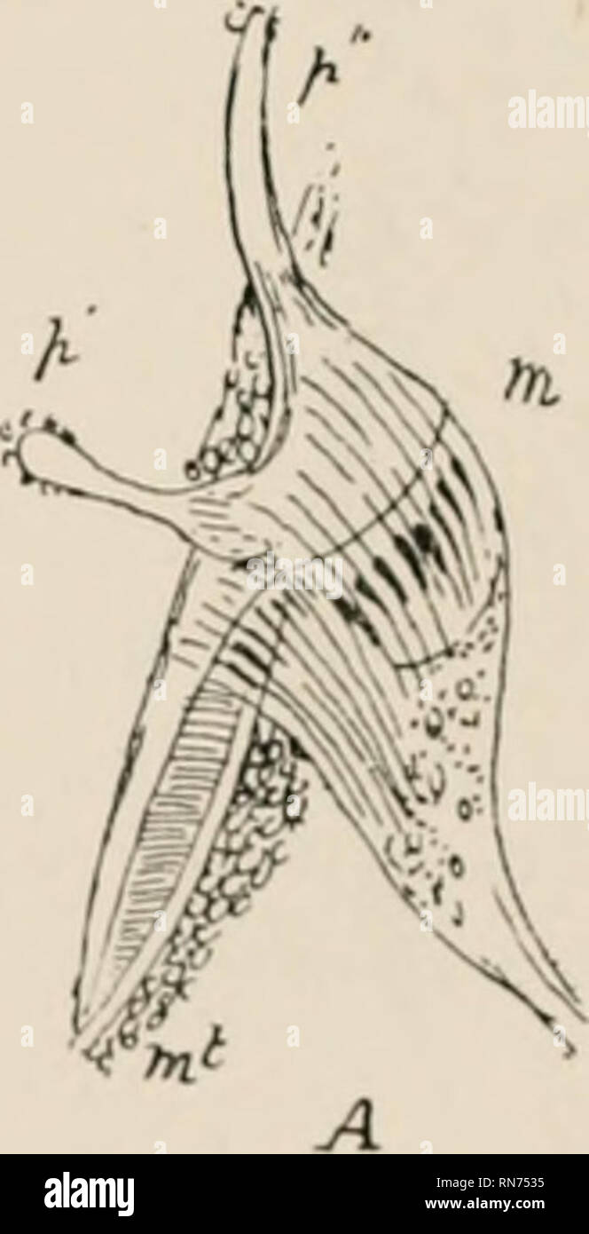 . The anatomy, physiology, morphology and development of the blow-fly ...