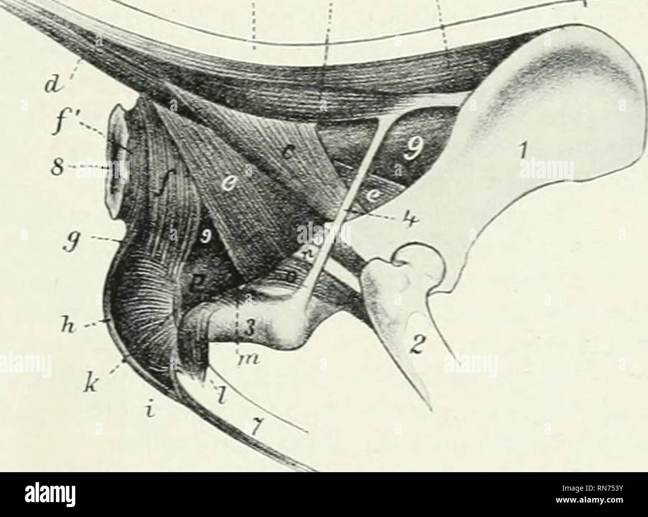 Thoracic rib ca hi-res stock photography and images - Alamy