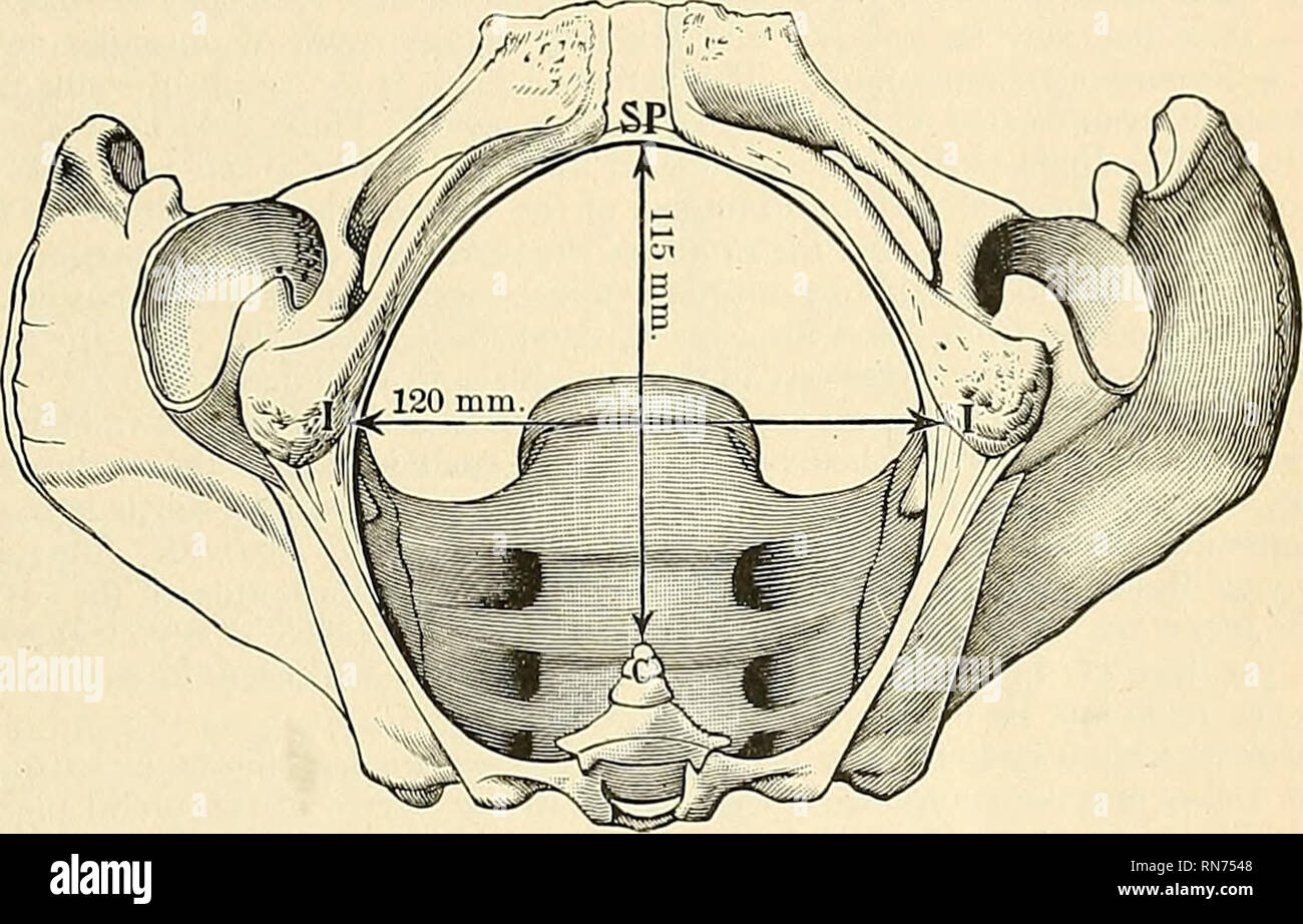 . Anatomy, descriptive and applied. Anatomy. THE PELVIS 219 width of ...