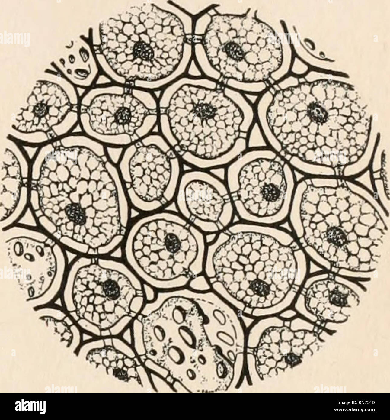 . The anatomy of woody plants. Botany -- Anatomy. THE CELL. gases but ...