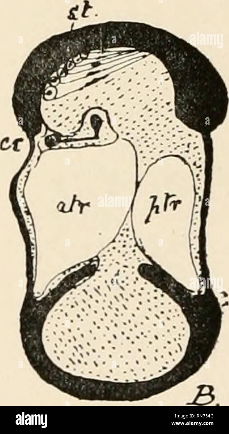 . The anatomy, physiology, morphology and development of the blow-fly ...