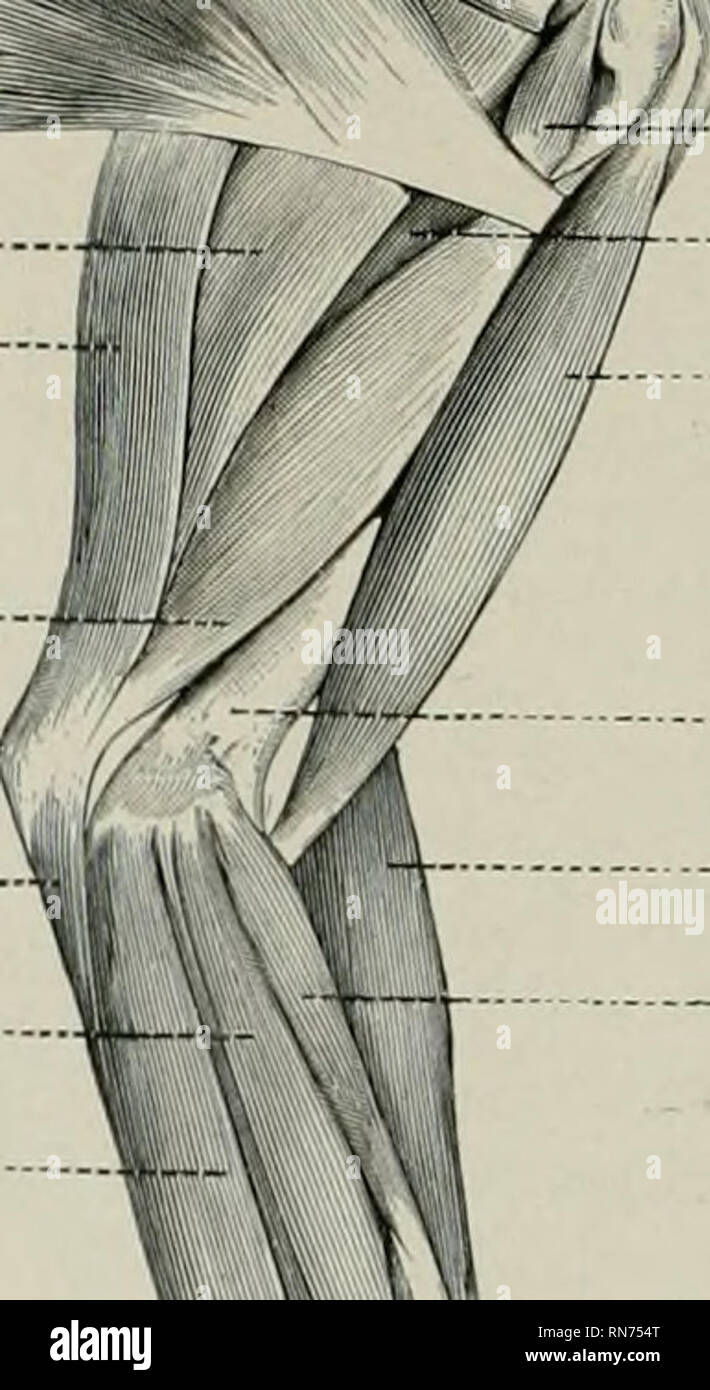 . The anatomy of the domestic animals. Veterinary anatomy. 372 THE ...