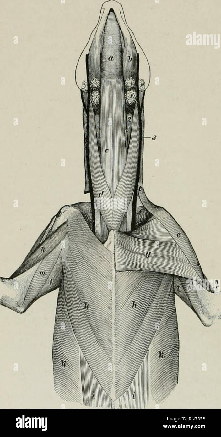 . The anatomy of the domestic animals. Veterinary anatomy. 370 THE ...