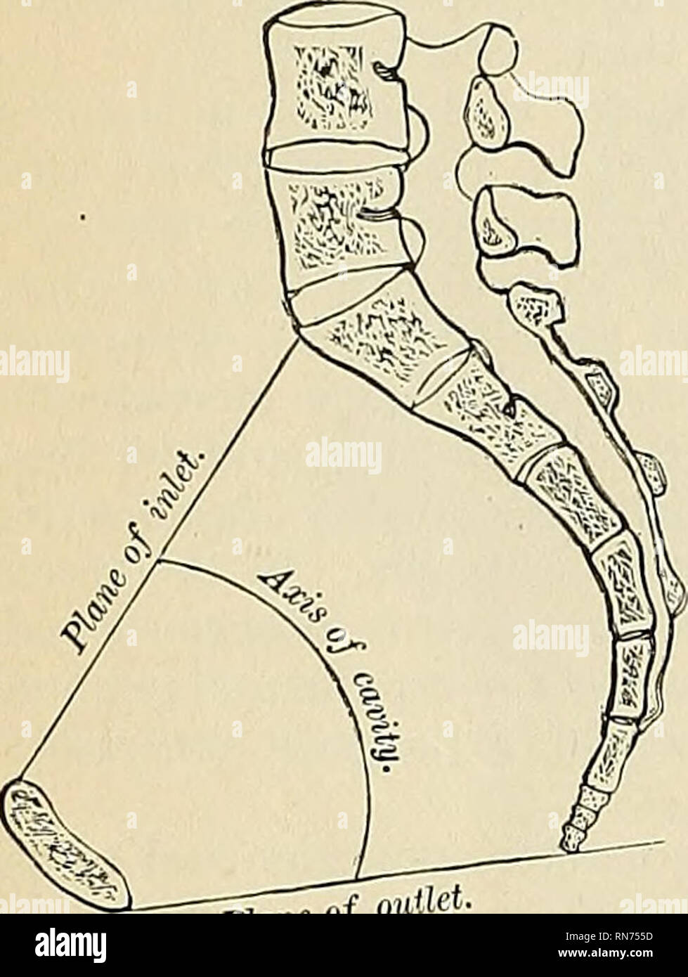 . Anatomy, descriptive and applied. Anatomy. 218 SPECIAL ANATOMY OF THE ...