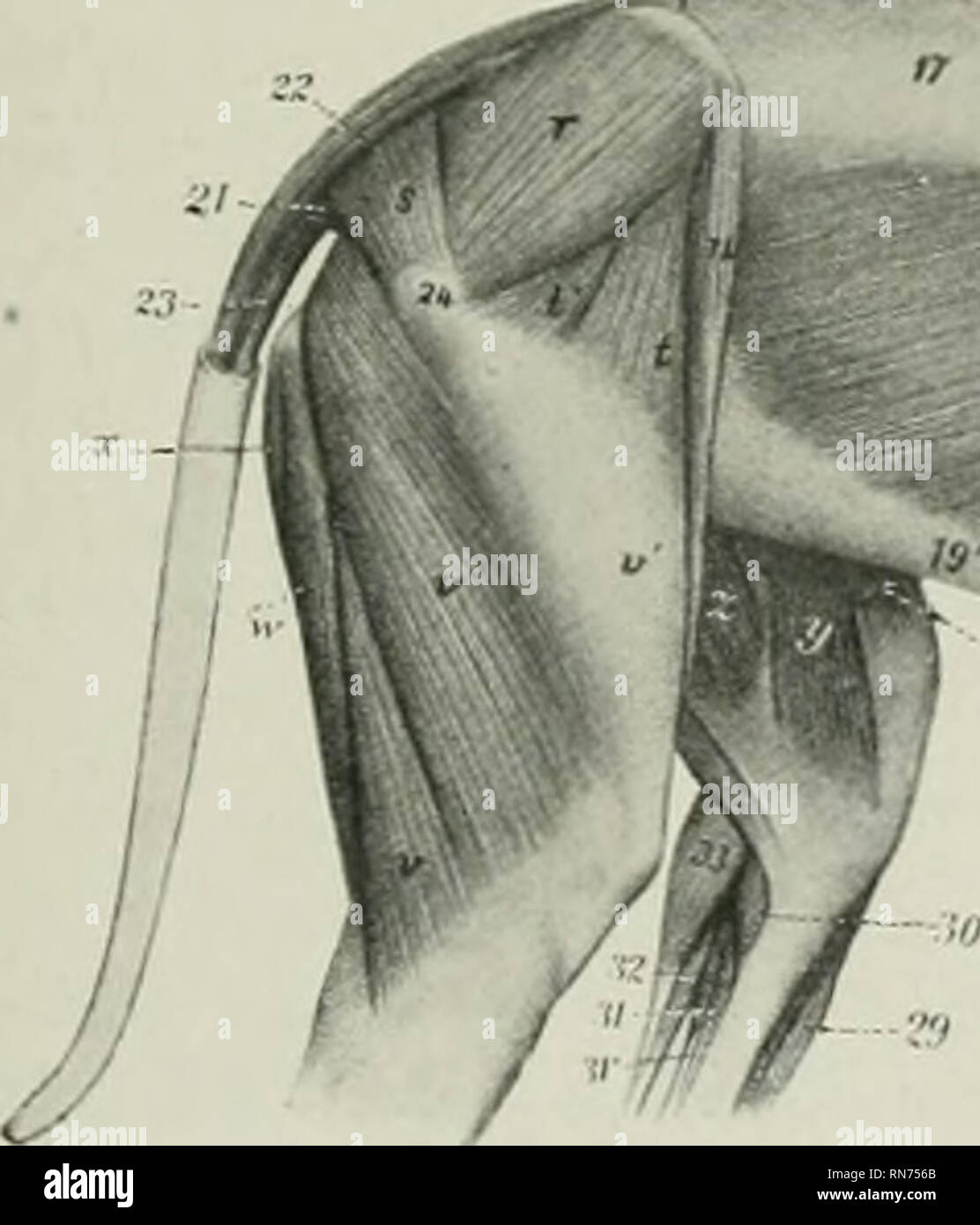 . The anatomy of the domestic animals. Veterinary anatomy. Fig. 319 ...
