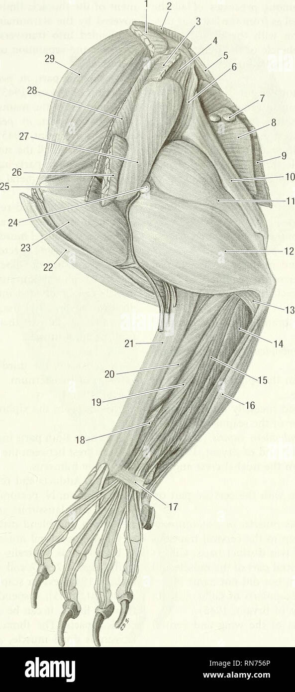 . Anatomy of the woodchuck (Marmota monax). Woodchuck; Mammals. Chapter ...
