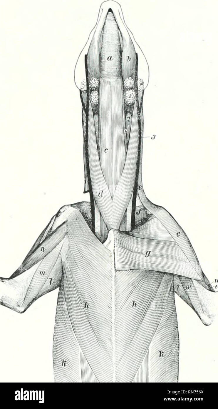 . The anatomy of the domestic animals. Veterinary anatomy. 370 THE ...