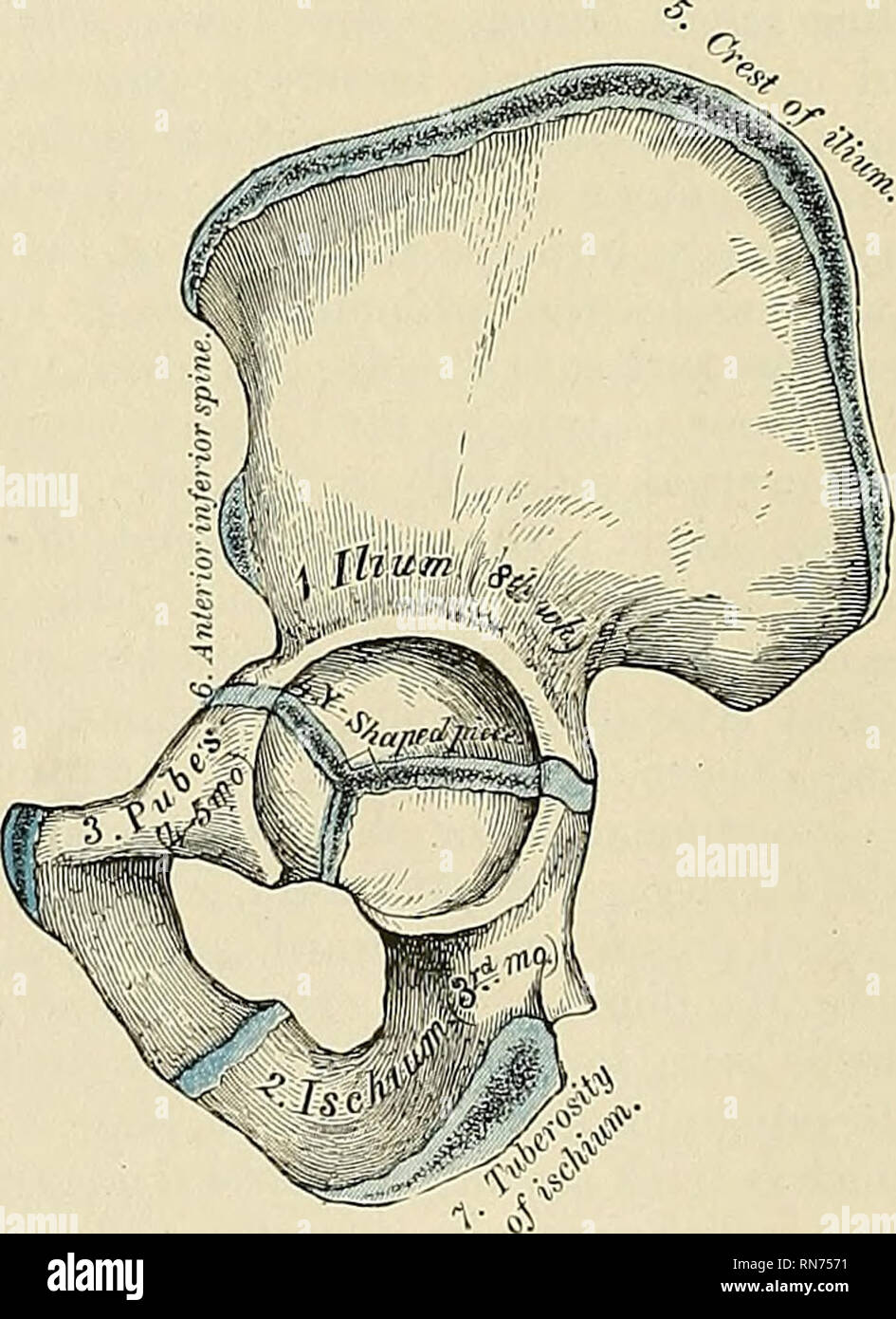 Obturator membrane hi-res stock photography and images - Alamy