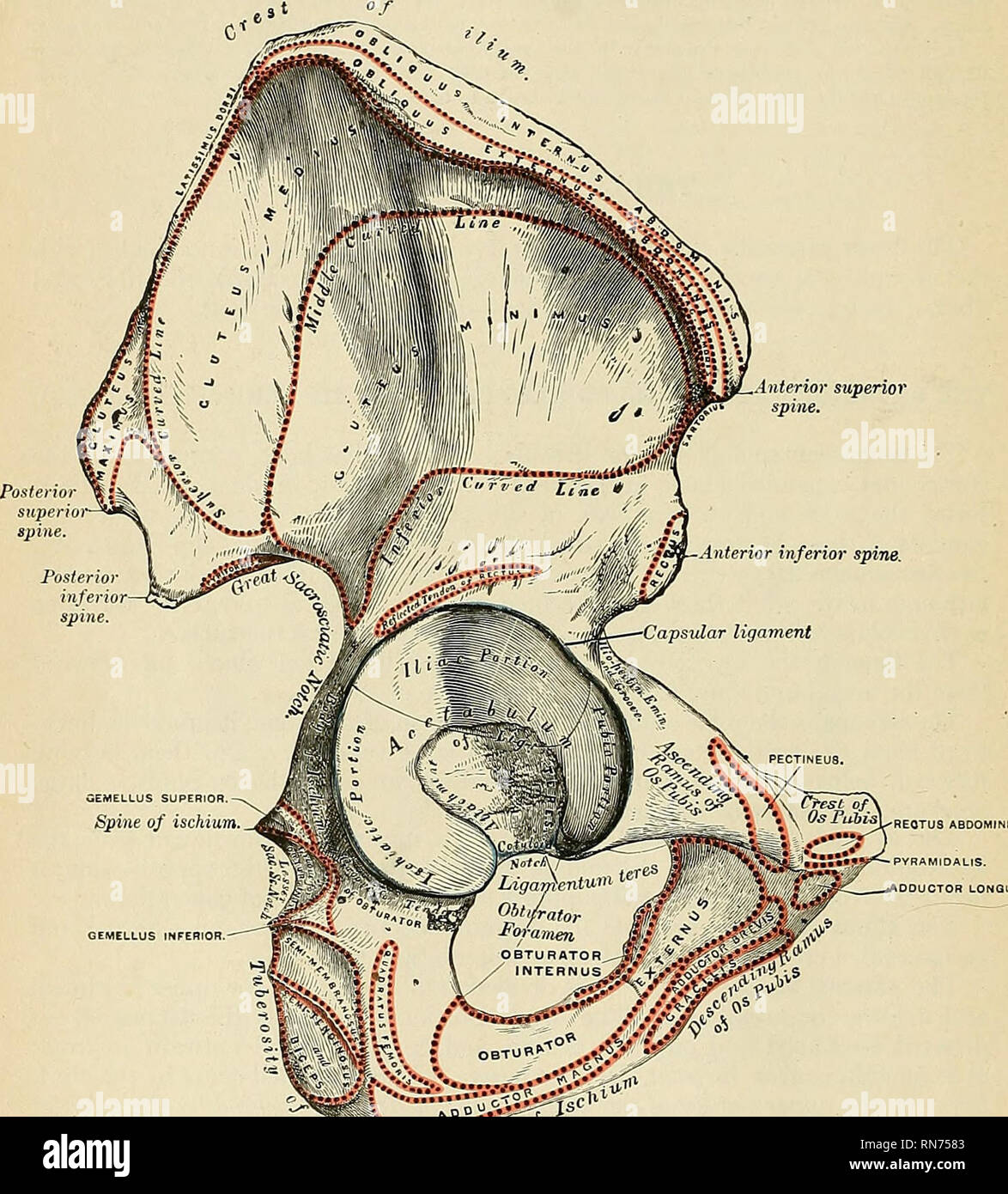 . Anatomy, descriptive and applied. Anatomy. 208 SPECIAL ANATOMY OF THE ...