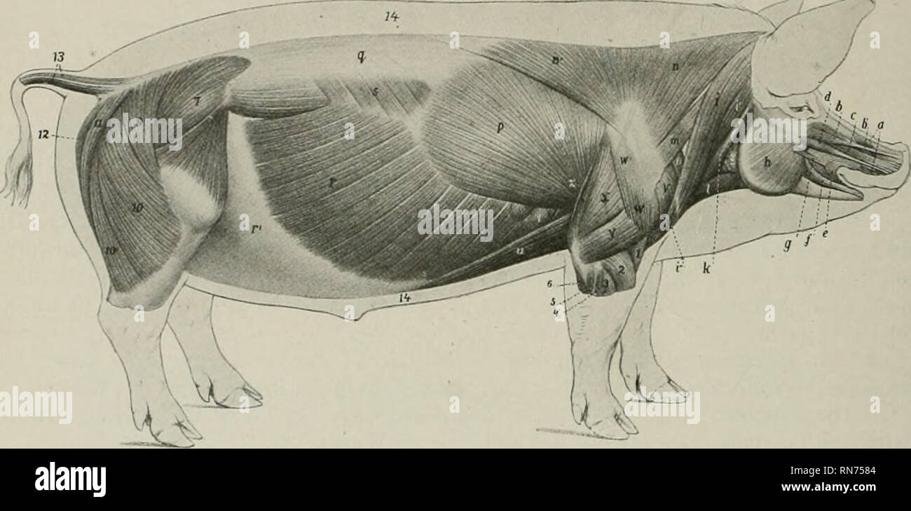 Pigs head, not sure if i like it or not :) : r/polymerclay