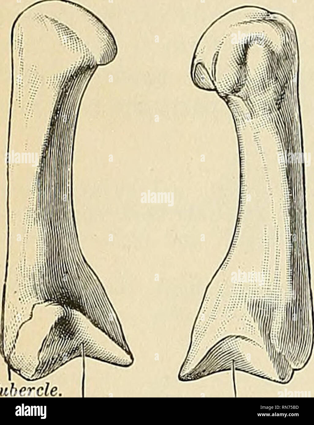 . Anatomy, descriptive and applied. Anatomy. 202 SPECIAL ANATOMY OF THE ...