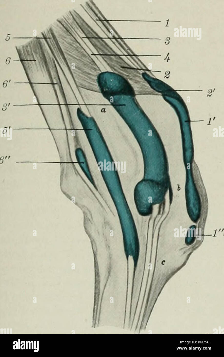. The anatomy of the domestic animals. Veterinary anatomy. MUSCLES OF ...