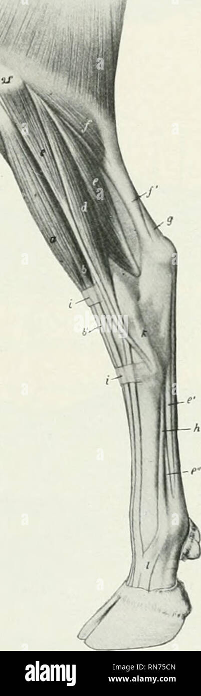 Anterior Calf Muscles Anatomy