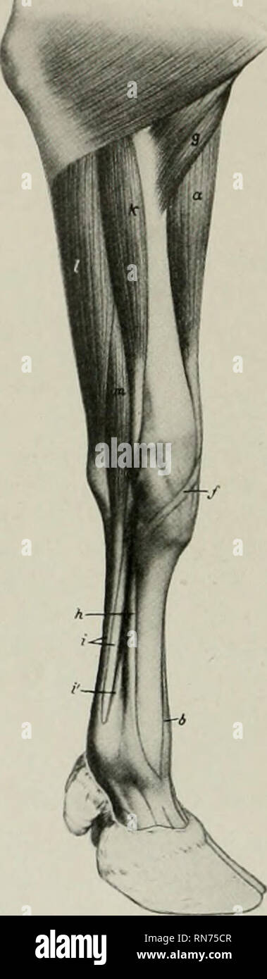 . The anatomy of the domestic animals. Veterinary anatomy. Fig. 30.5 ...